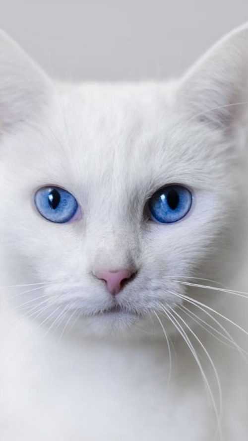 Smurf Cat Wallpaper - iXpap
