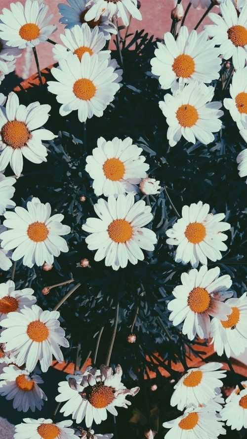 Vsco Wallpaper - iXpap