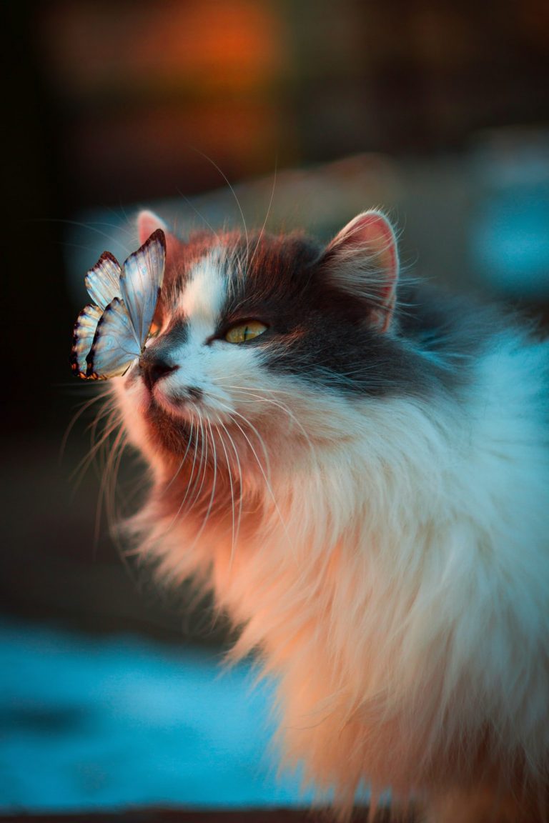 Smurf Cat Wallpaper - iXpap