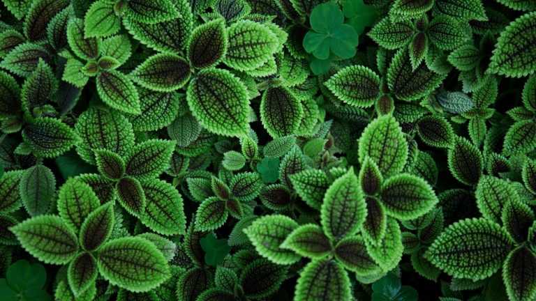 Desktop Plant Wallpaper - iXpap