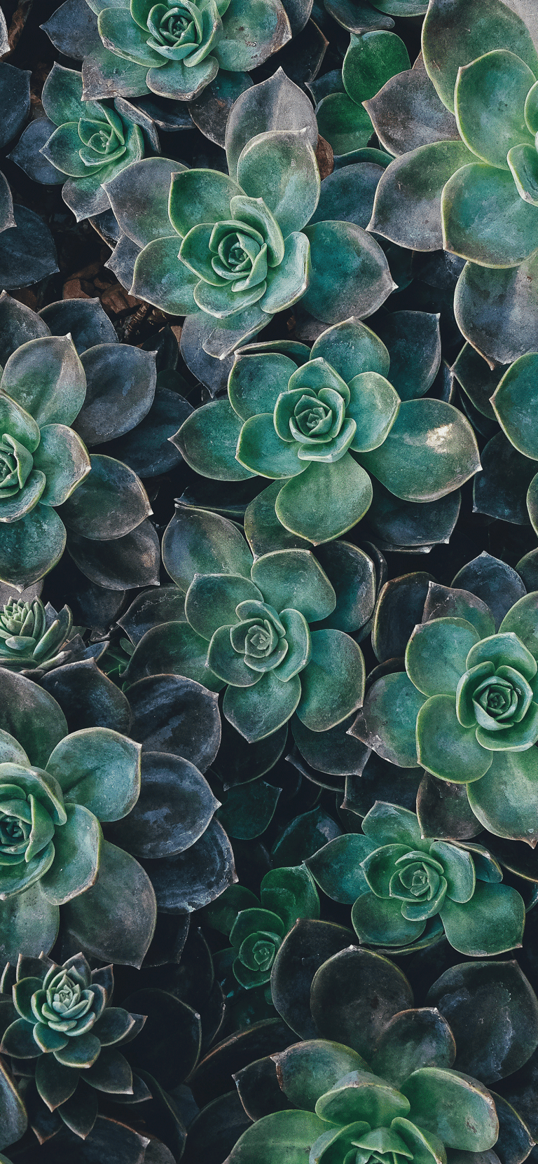 Plant Wallpaper - iXpap