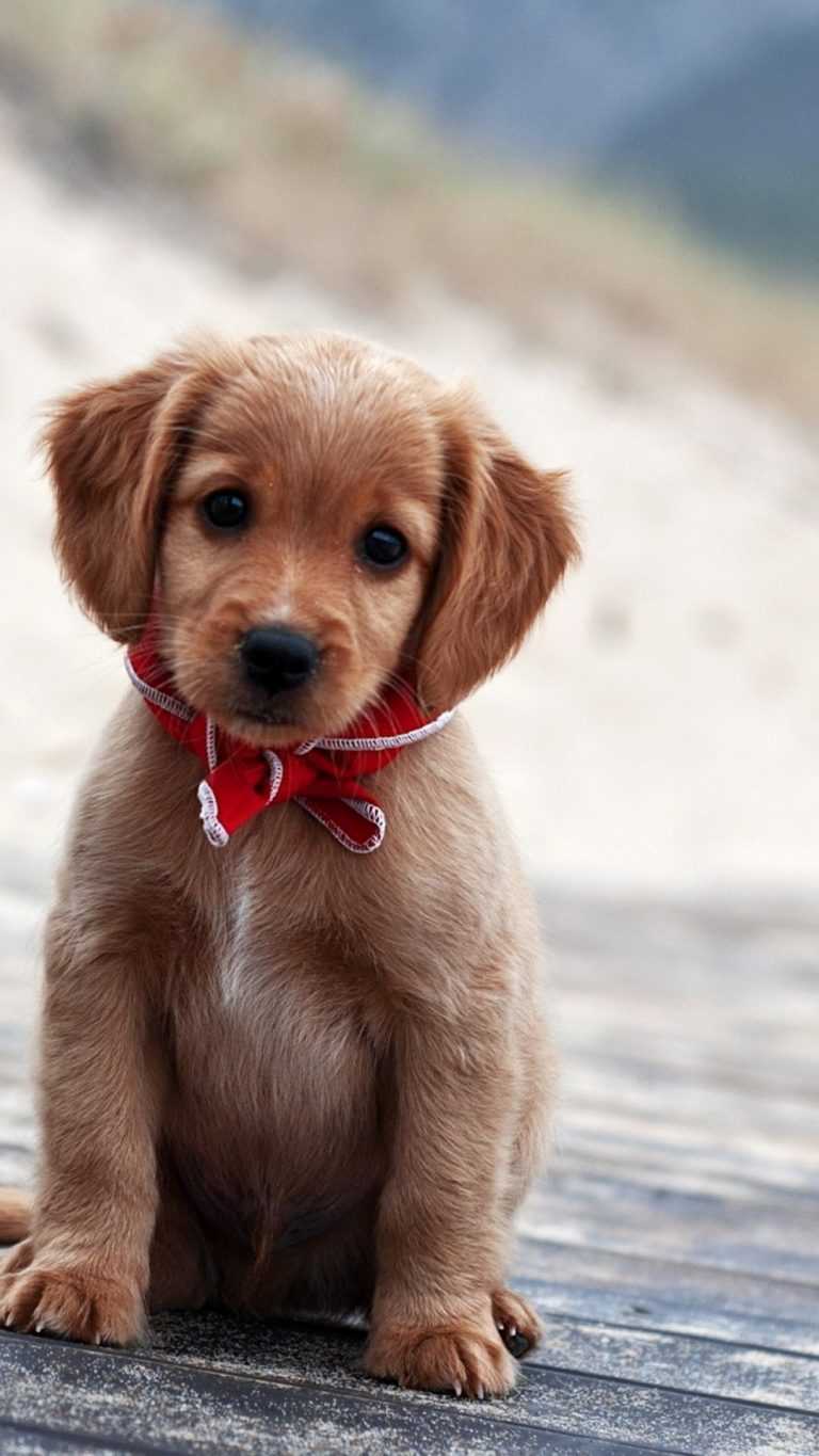 Puppy Background - iXpap