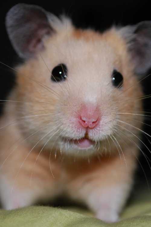 Cricetinae Wallpaper - iXpap