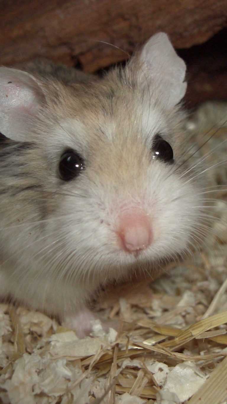 Cricetinae Wallpaper - iXpap