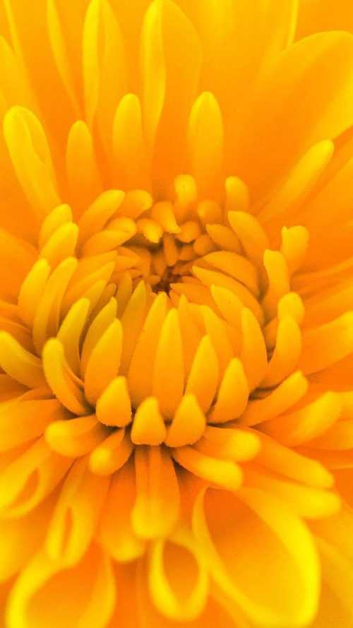 4K Yellow Wallpaper - iXpap