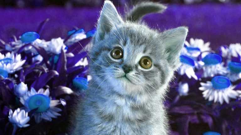 Smurf Cat Wallpaper - iXpap