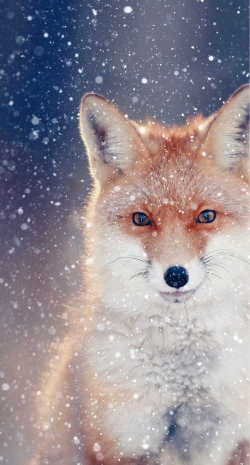 4K Fox Wallpaper - iXpap