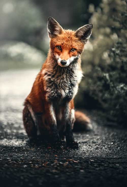 4K Fox Wallpaper - iXpap