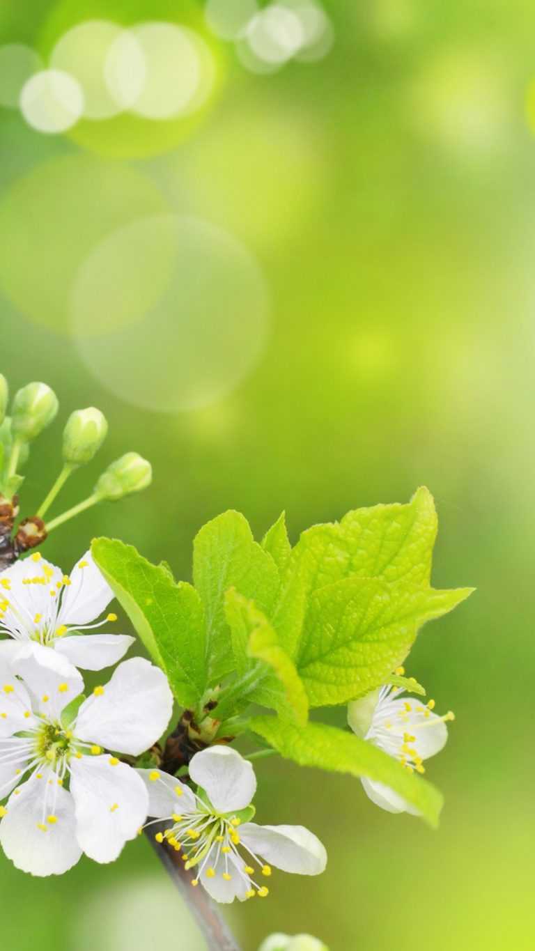 Spring Wallpaper - iXpap