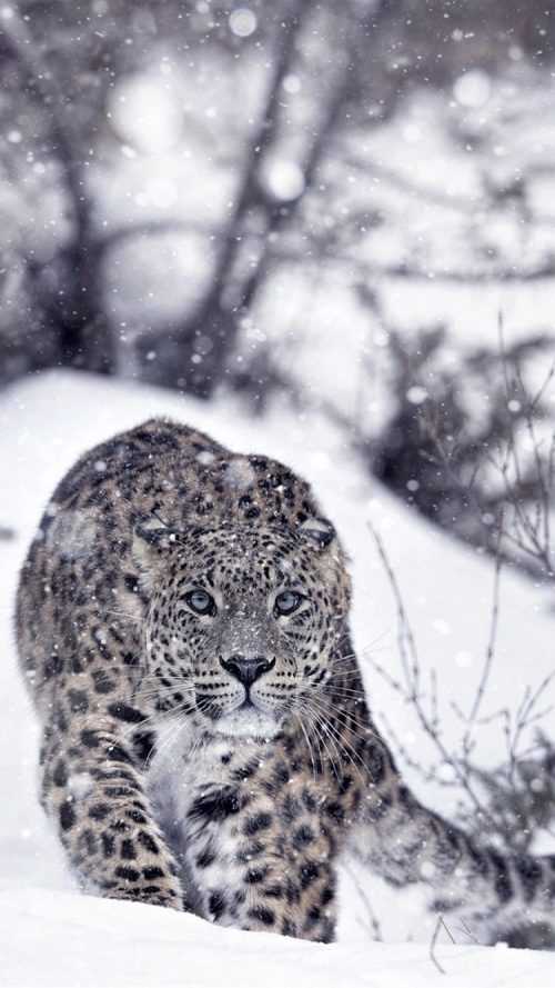 Snow Leopard Wallpaper Desktop - iXpap