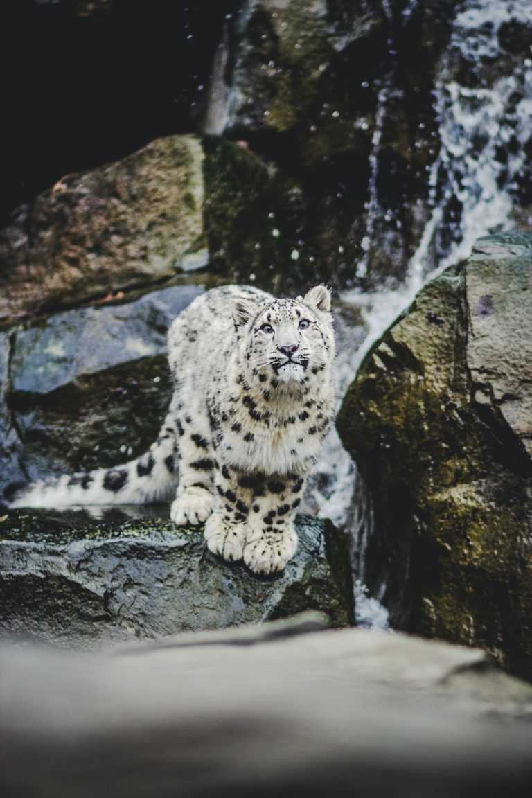 Snow Leopard Wallpaper Desktop - iXpap