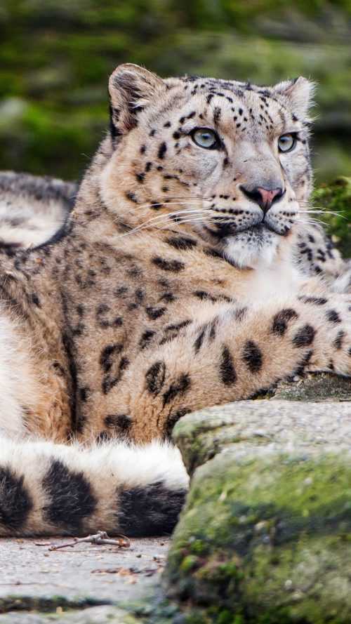 HD Snow Leopard Wallpaper - iXpap