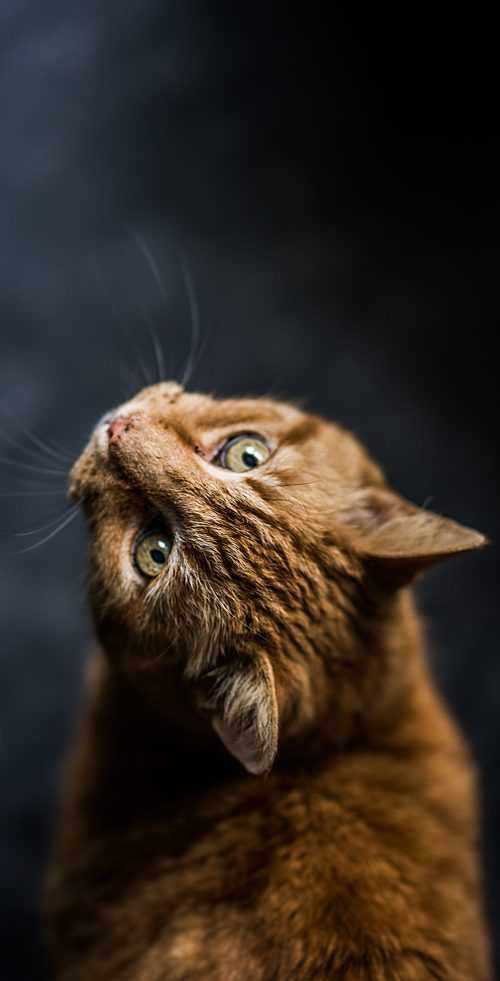 4K Cat Wallpaper - iXpap