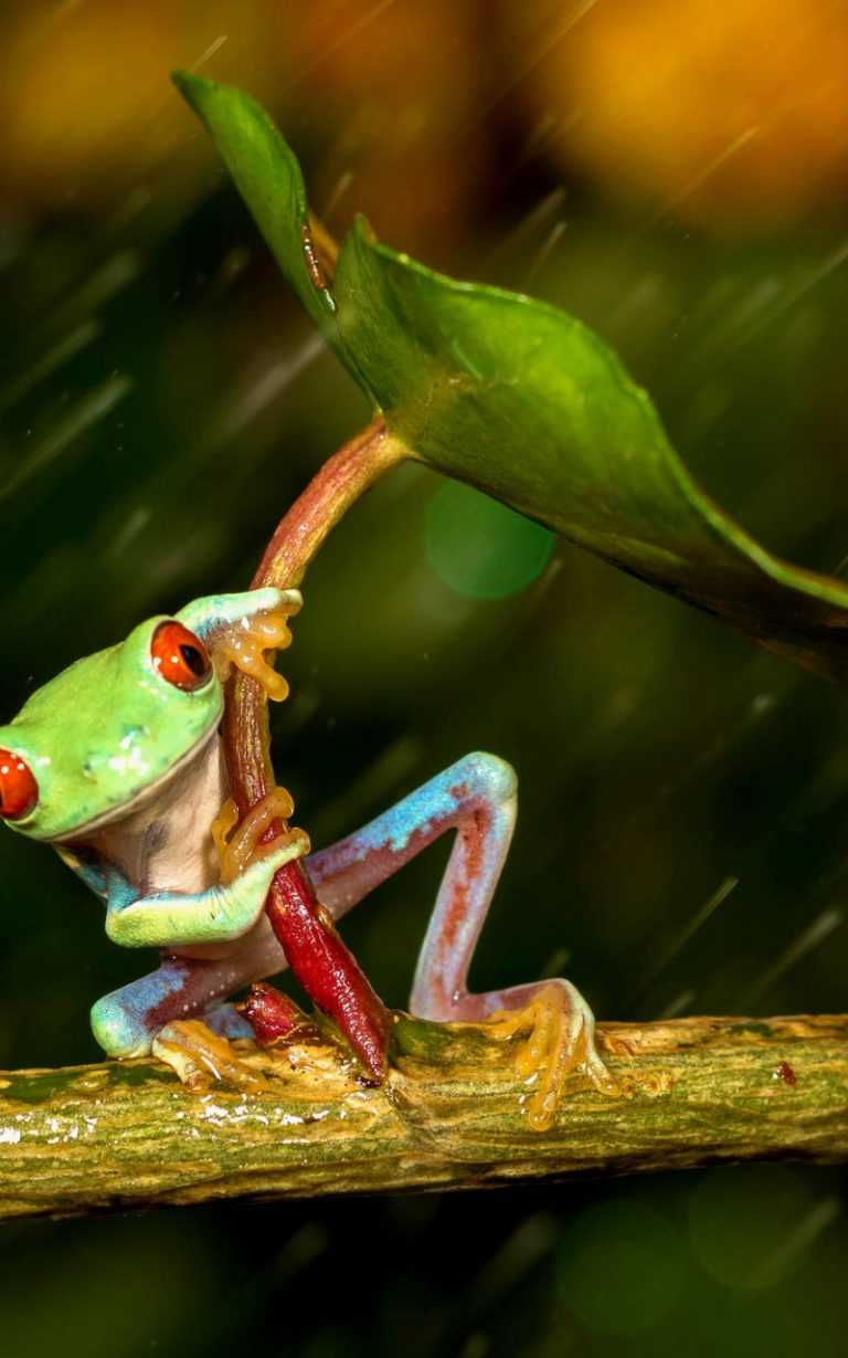 Frog Wallpaper Desktop - iXpap