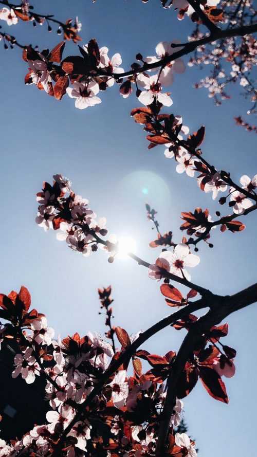 4K Pinterest Wallpaper - iXpap