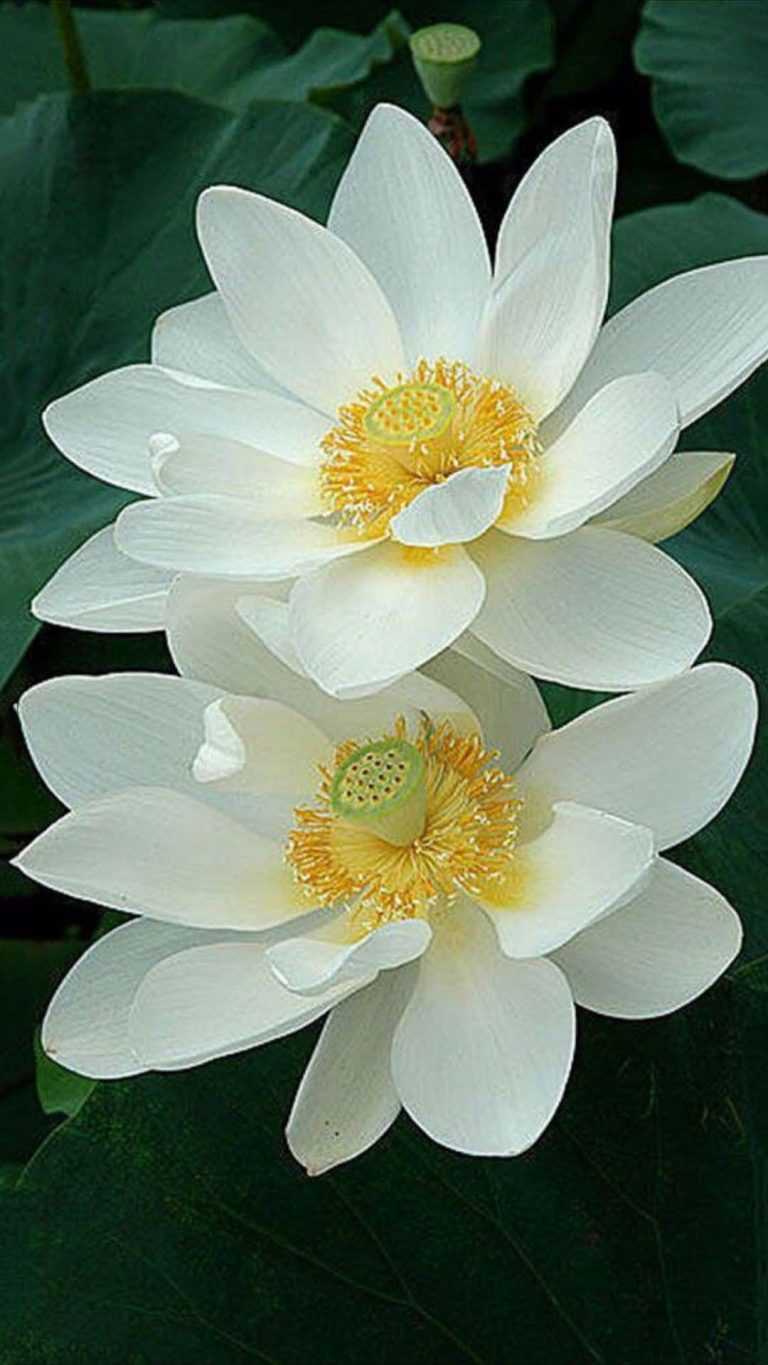 Wallpaper White Lotus - iXpap