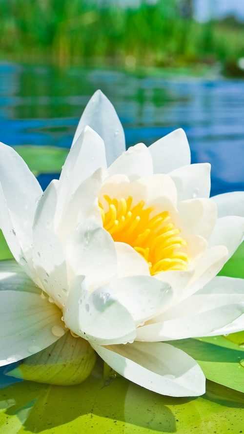 Wallpaper White Lotus - iXpap