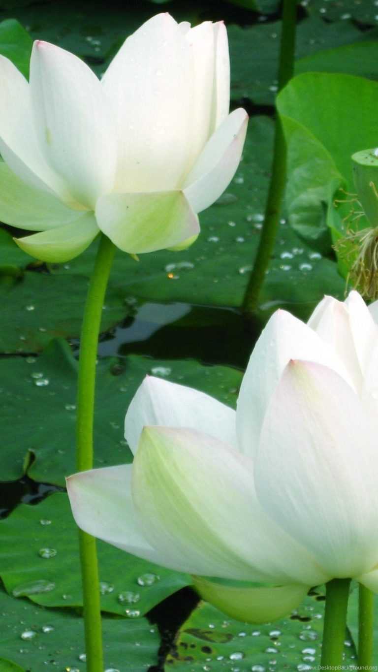 White Lotus Wallpaper - iXpap
