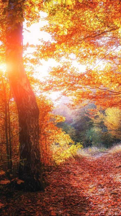 Autumn Wallpaper - iXpap