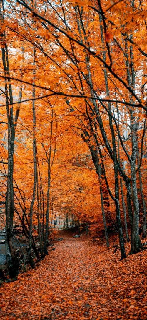 Autumn Wallpaper - iXpap