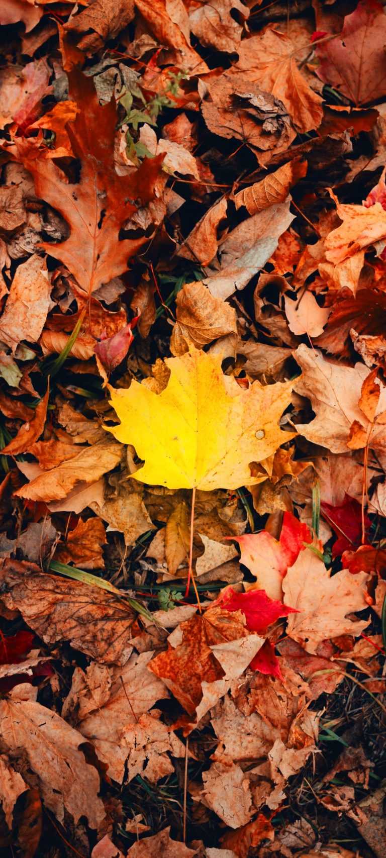 Autumn Leaves Wallpaper - iXpap