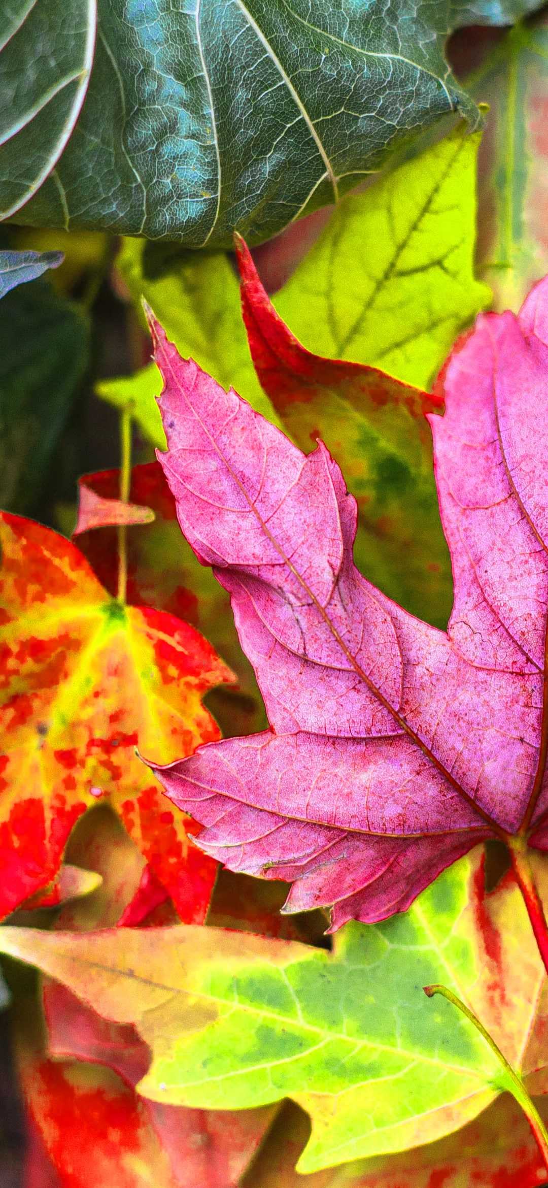 Fallen Leaves Wallpaper IXpap Fallen Leaves Wallpaper IXpap