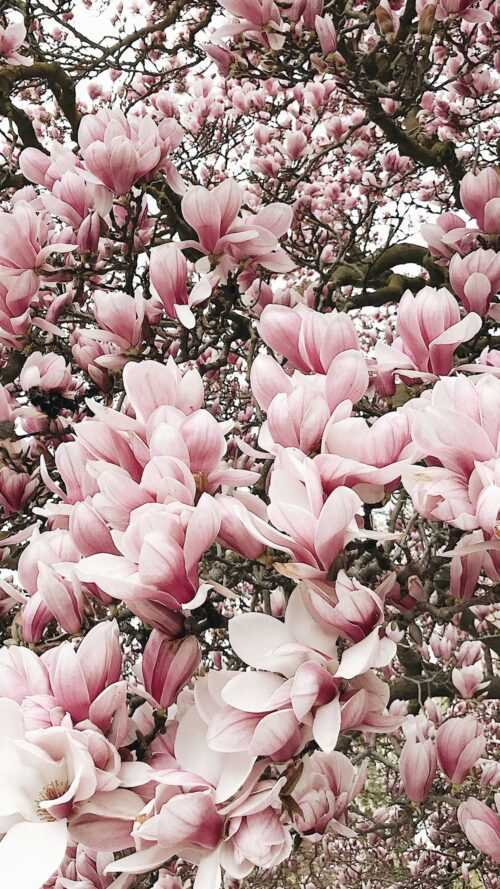 Pink Magnolia Wallpaper - iXpap