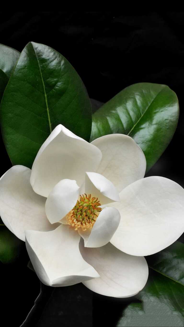 Magnolia Wallpaper - iXpap