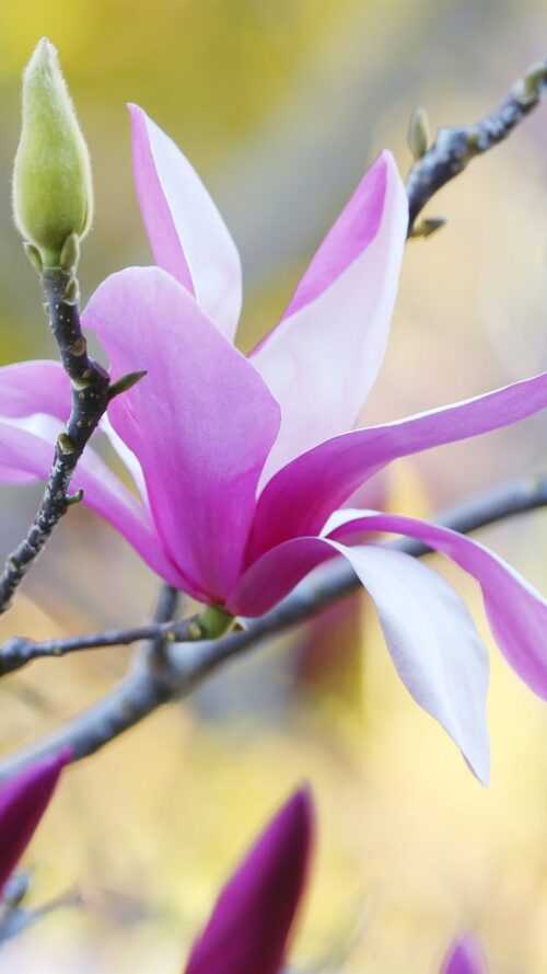 Pink Magnolia Wallpaper - iXpap