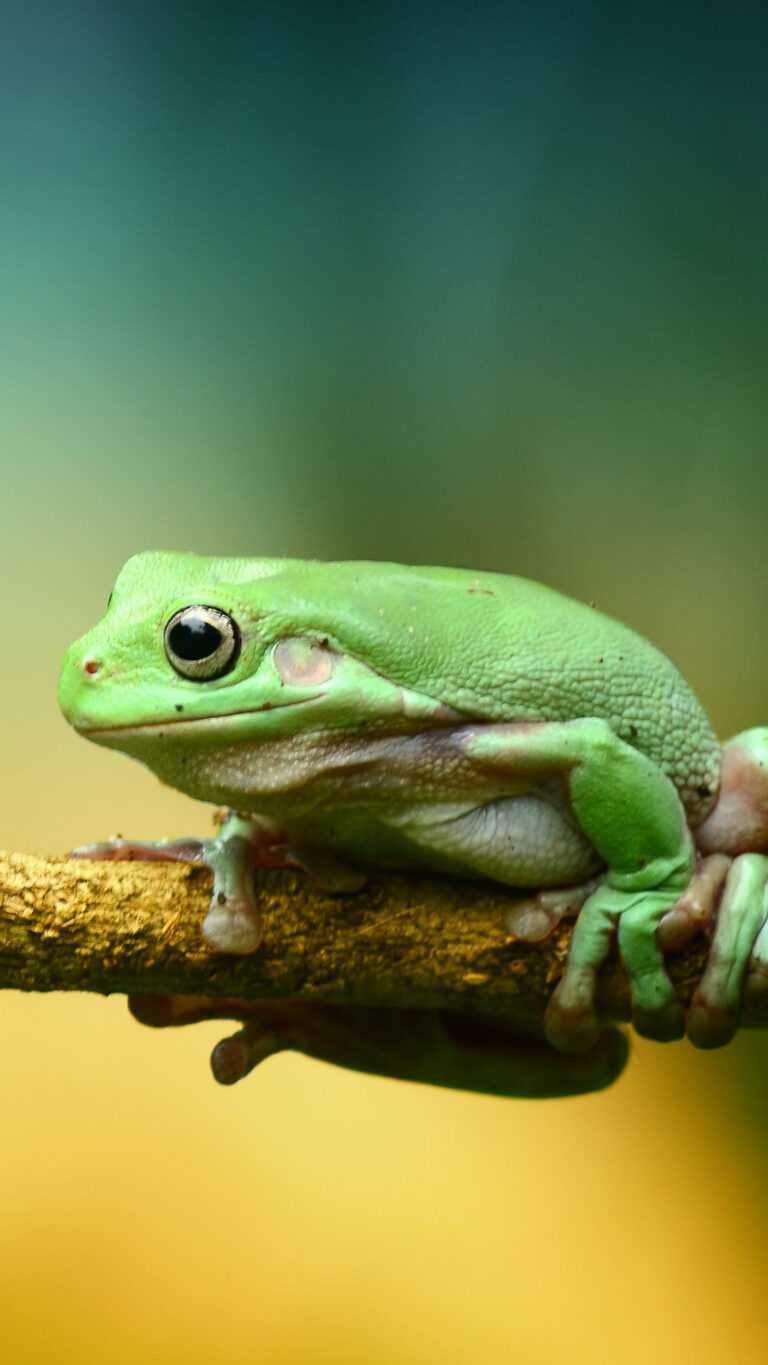IPhone Frog Wallpaper - iXpap
