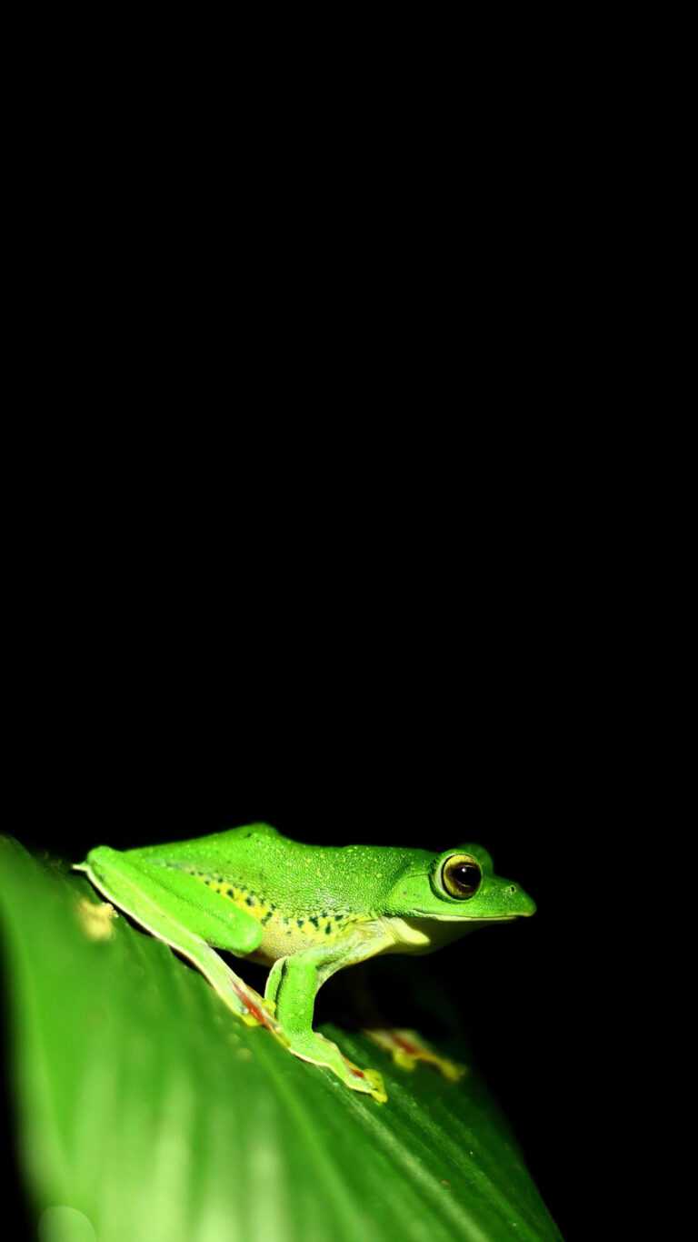 IPhone Frog Wallpaper - iXpap