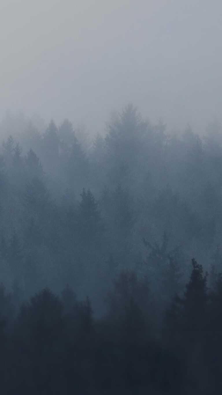 IPhone Foggy Forest Wallpaper - iXpap