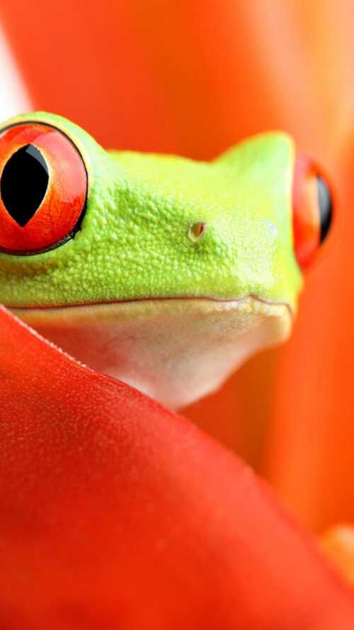 IPhone Frog Wallpaper - iXpap