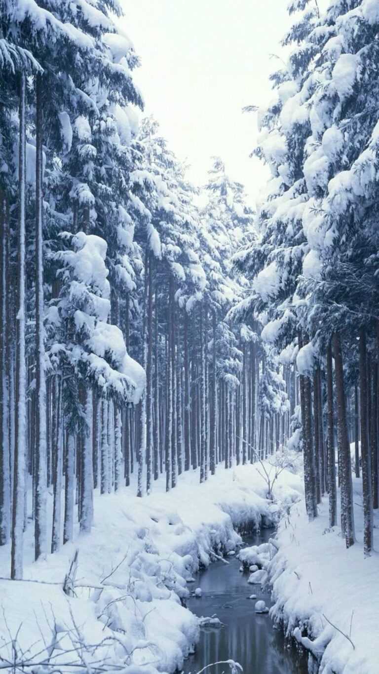 Snow Forest Wallpaper - iXpap