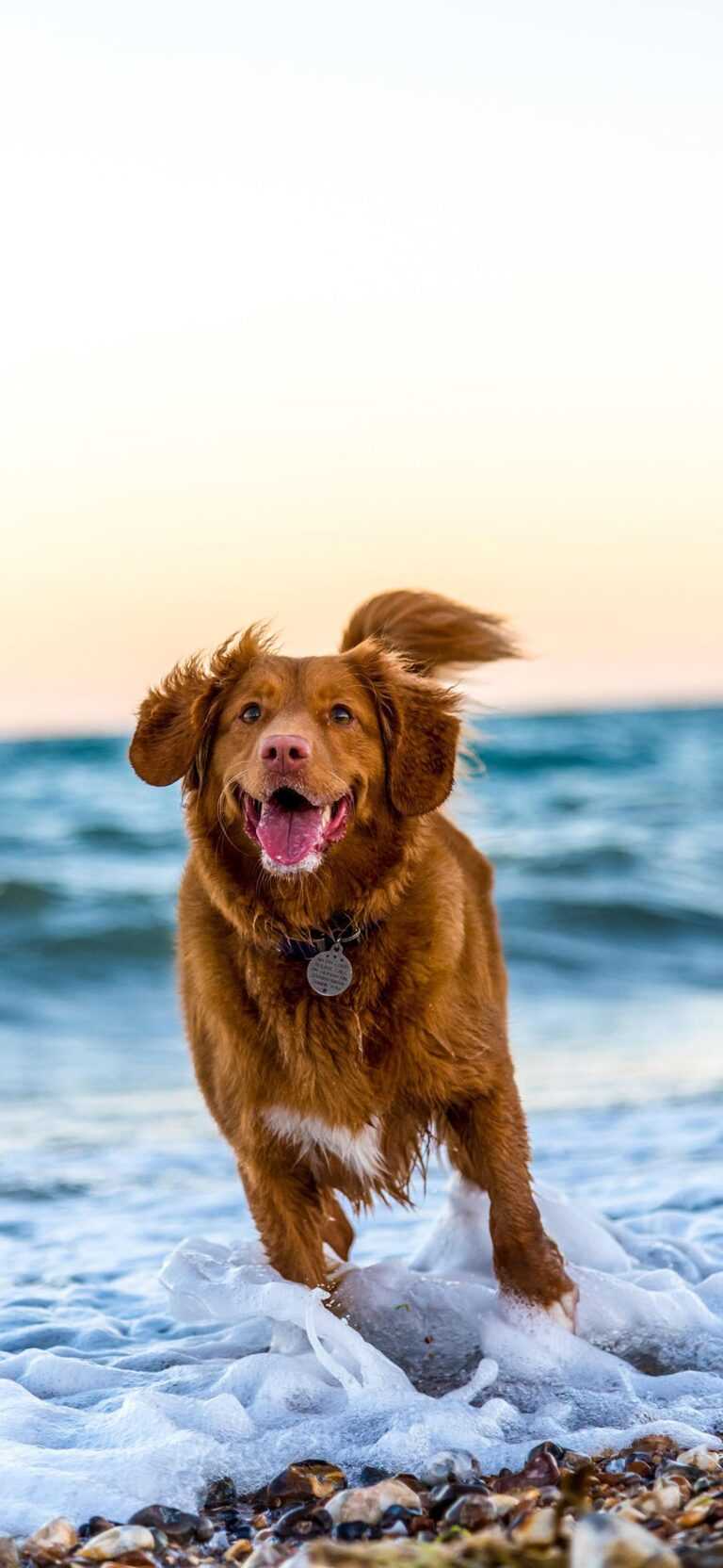 Dog Wallpaper - iXpap