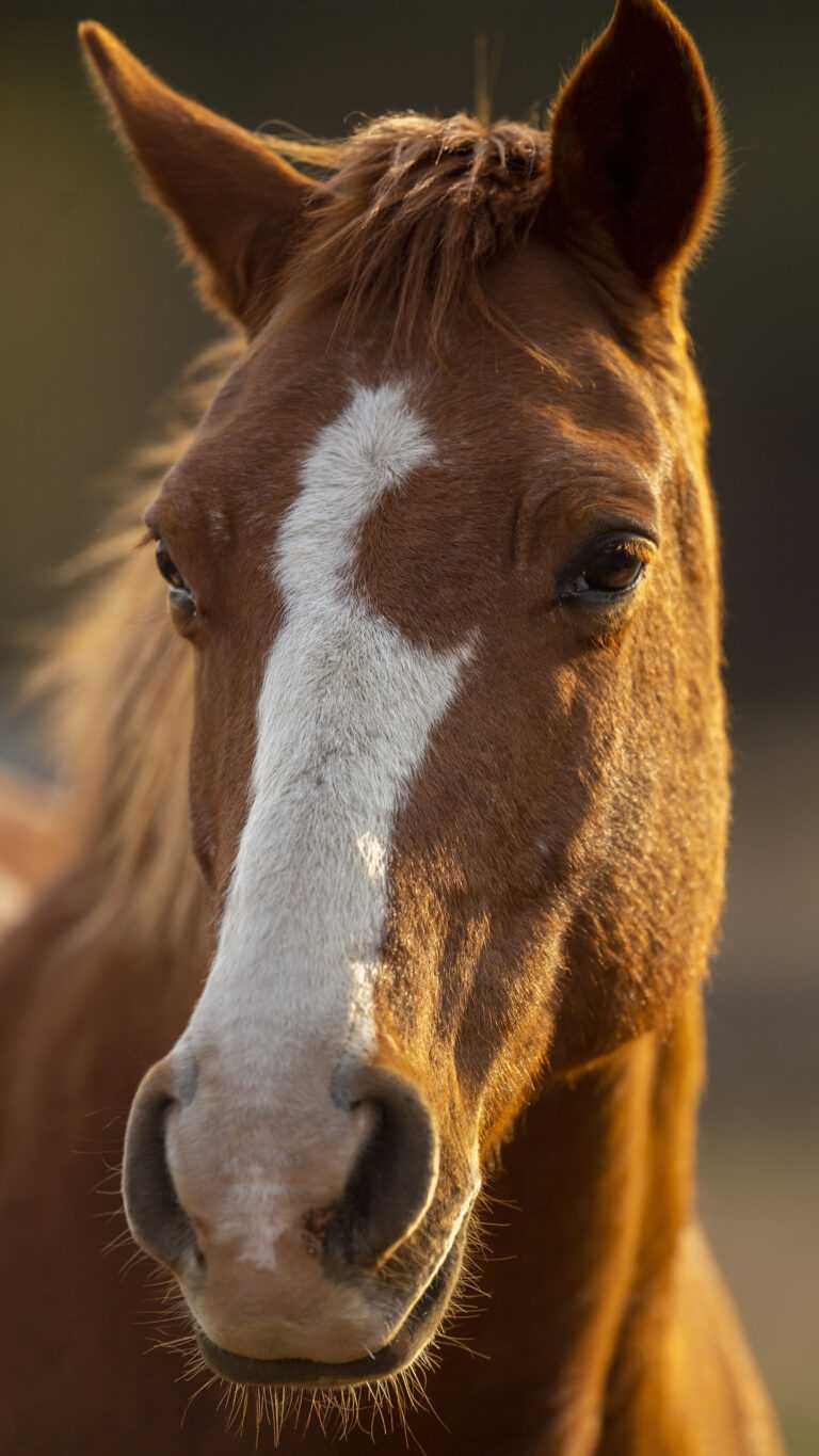 Horse Lockscreen - iXpap