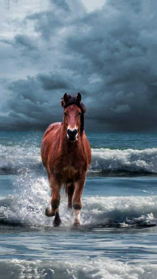 Horse Lockscreen - iXpap