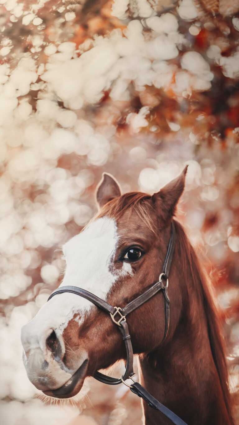 Horse Lockscreen - iXpap