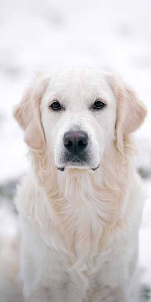 White Dog Wallpaper - iXpap