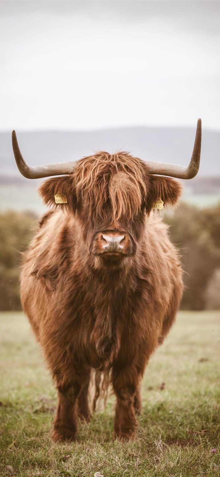 Brown Cow Wallpaper - iXpap