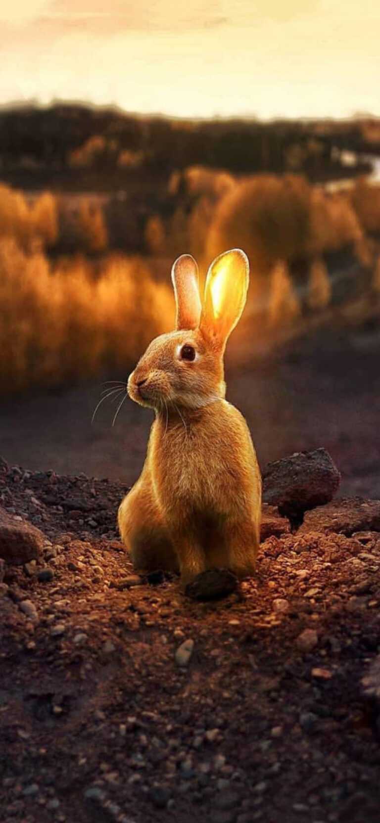 Bunny Wallpaper - iXpap