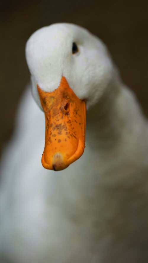 Duck Lockscreen - iXpap