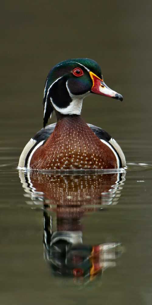 Duck Wallpaper - iXpap