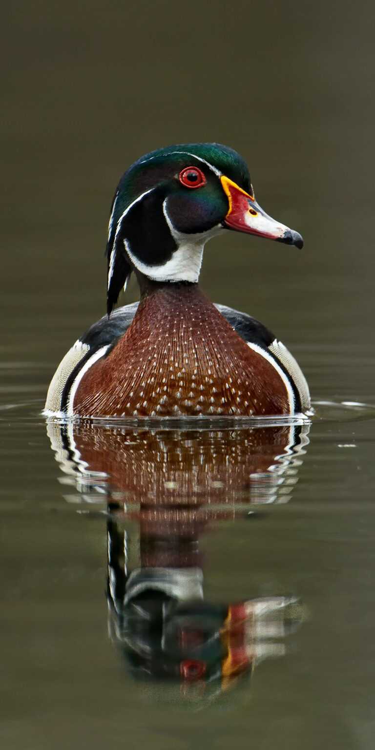 Duck Wallpaper - iXpap