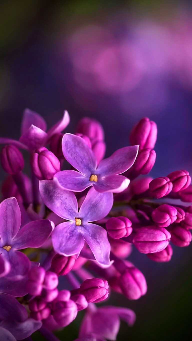 Lilac Wallpaper - iXpap