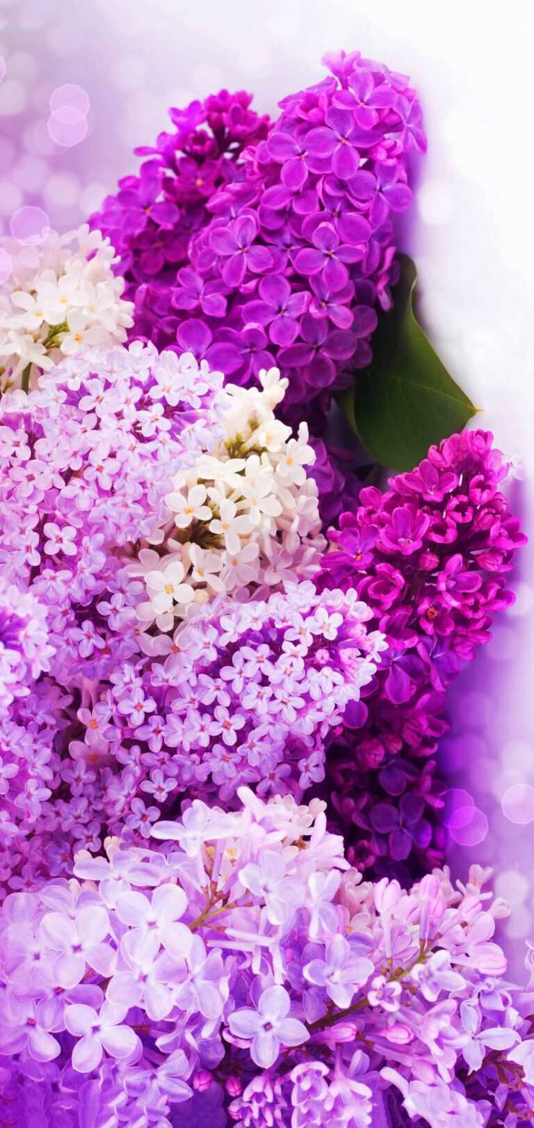 Lilac Wallpaper - iXpap