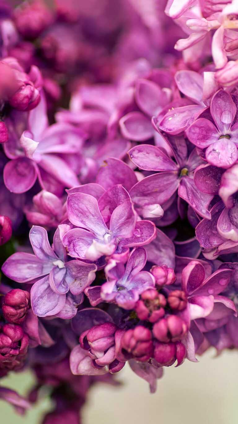 Lilac Wallpaper - iXpap