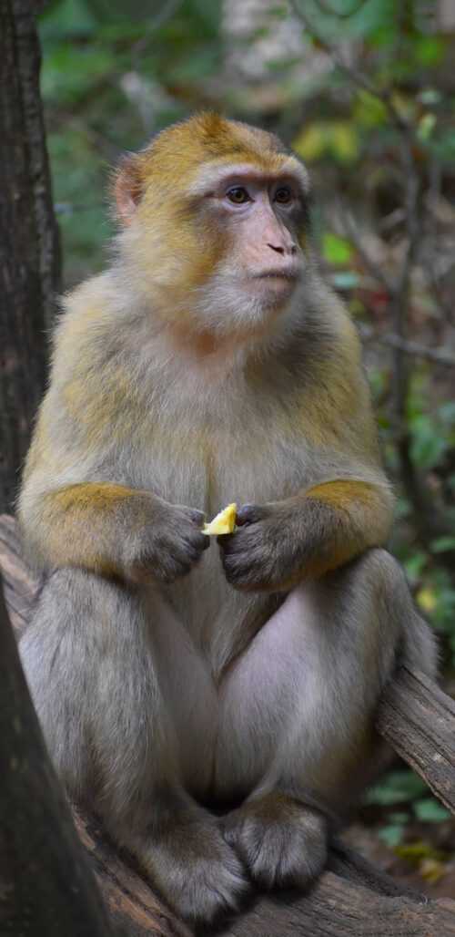 Monkey Wallpapers - iXpap