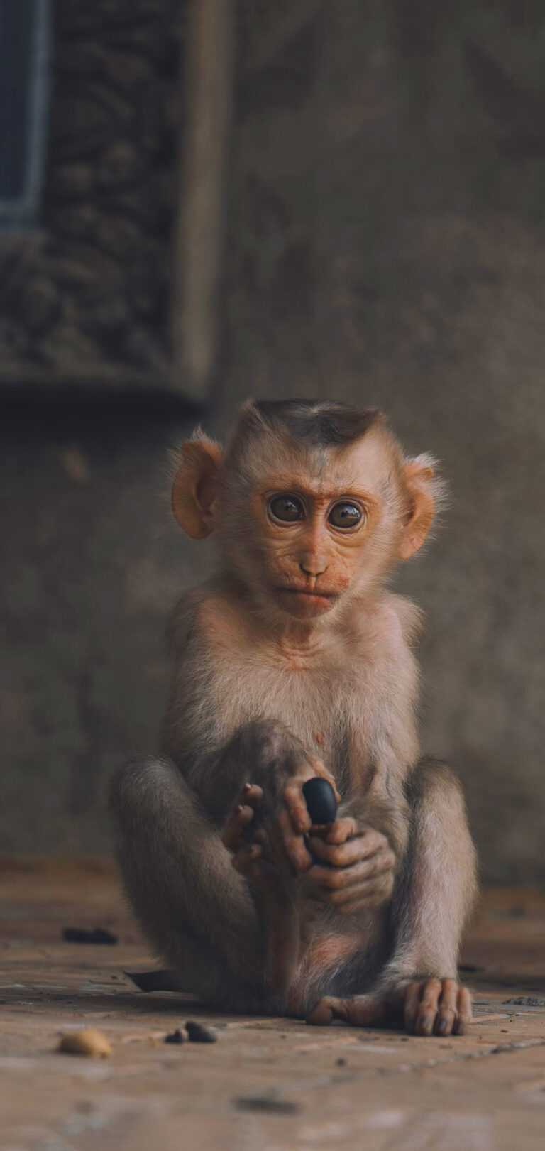 Monkey Wallpaper - iXpap