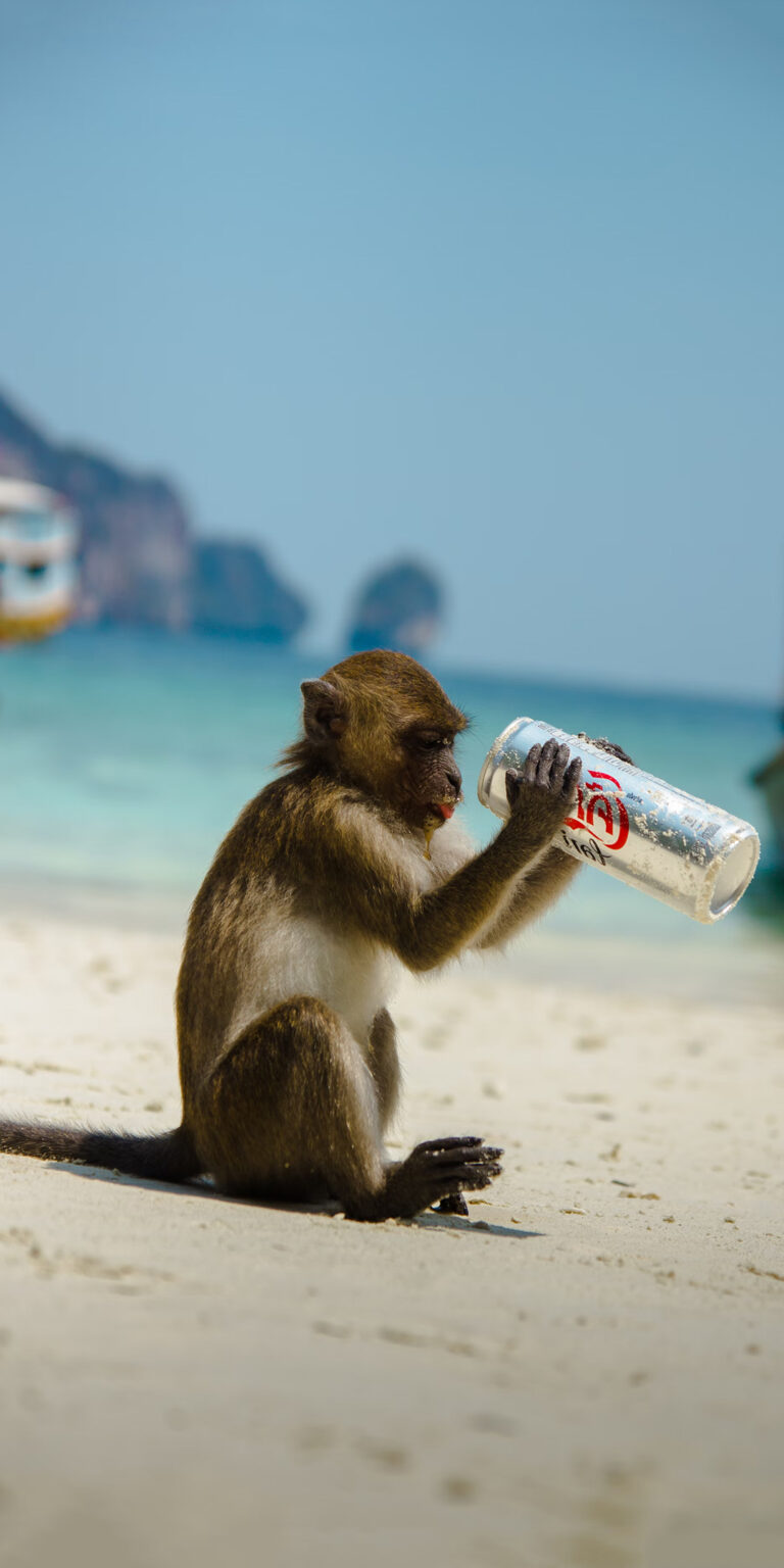 Monkey Wallpaper - iXpap